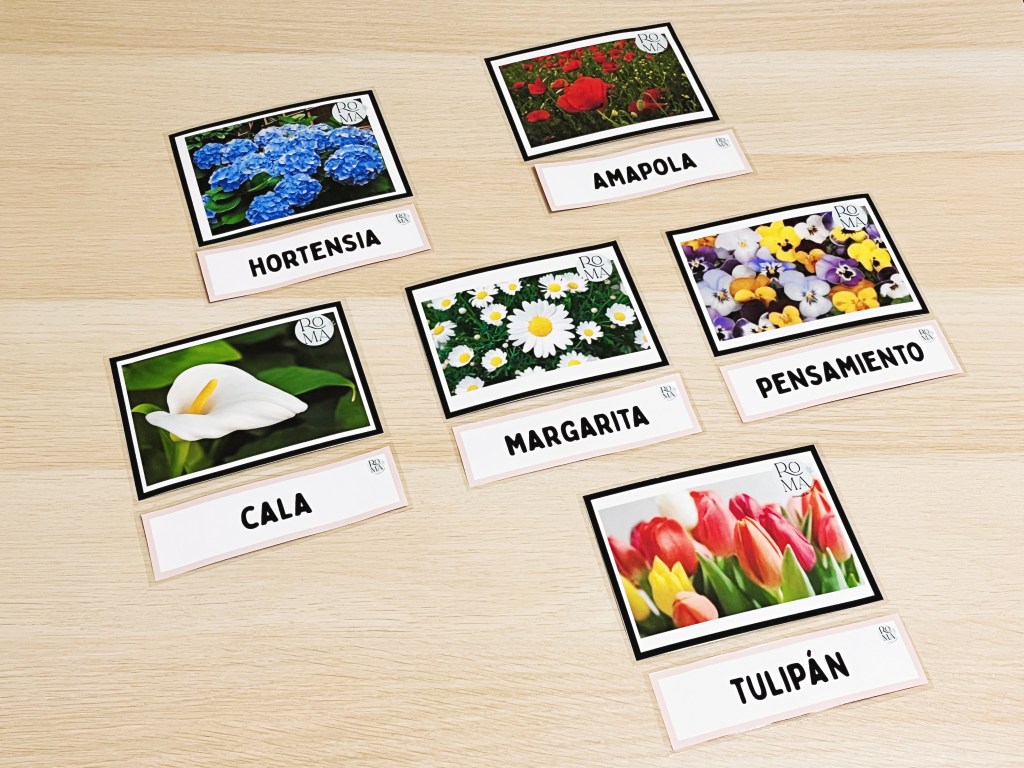 FLORES PRIMAVERA – ROMA